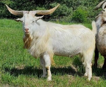Meat Goat Breeds: A Comparison - Goat Journal